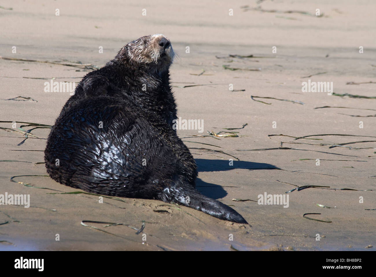 Loutre de mer Banque de photographies et d’images à haute résolution ...