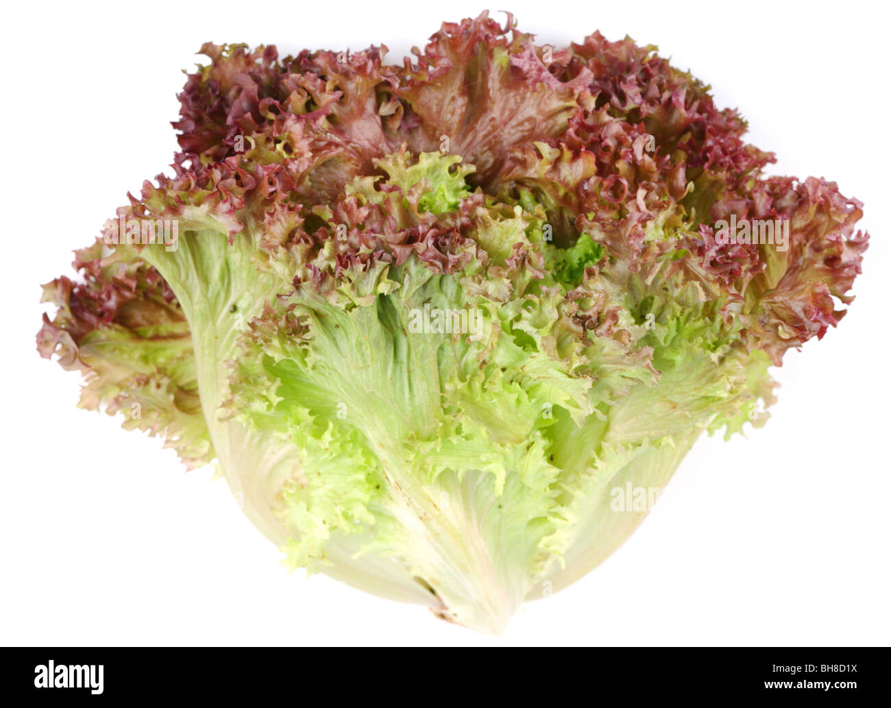 Feuilles De Laitue Rouges Et Vertes Banque d'image et photos - Alamy