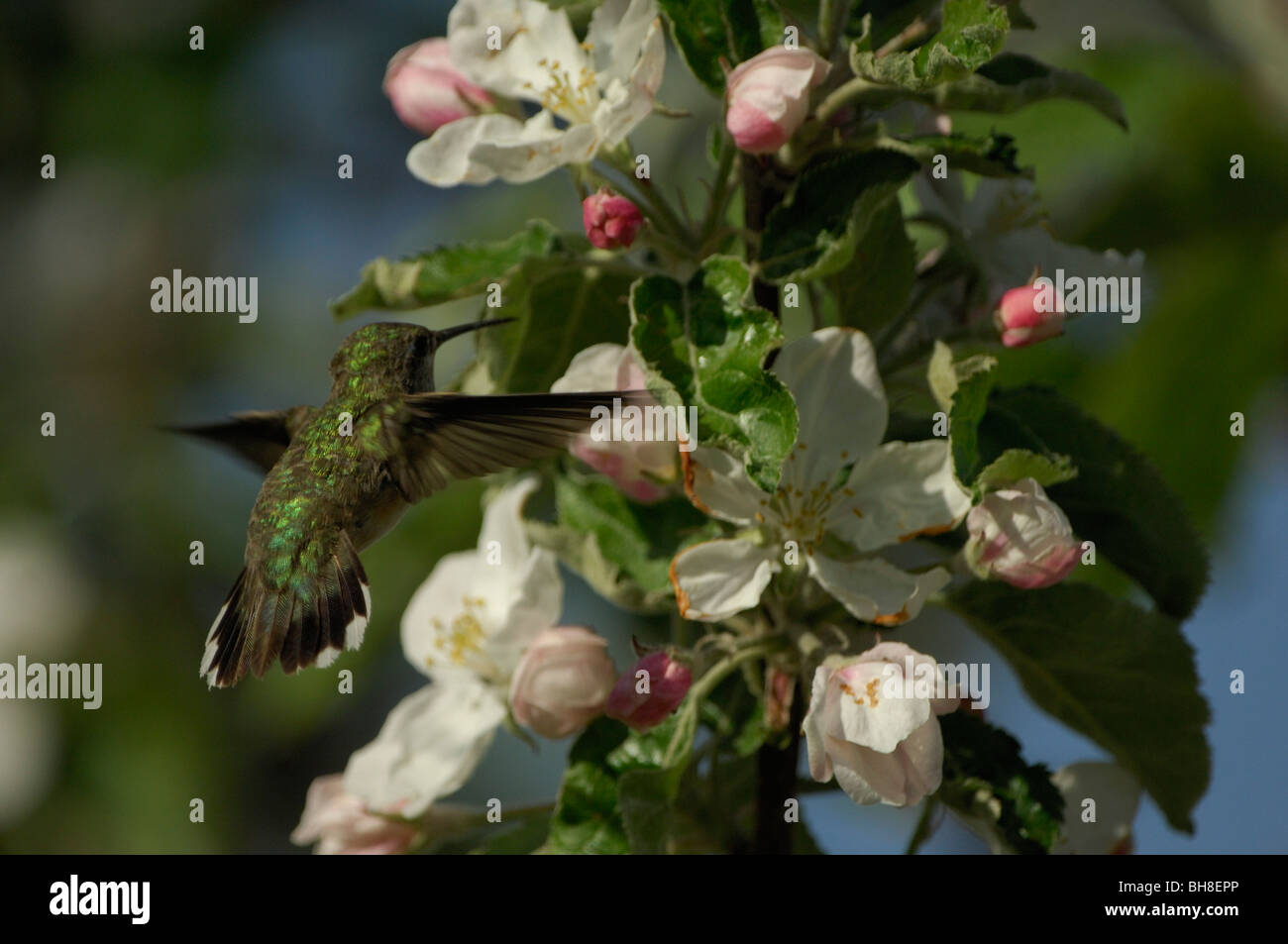 Calliope hummingbird Banque de photographies et d’images à haute ...