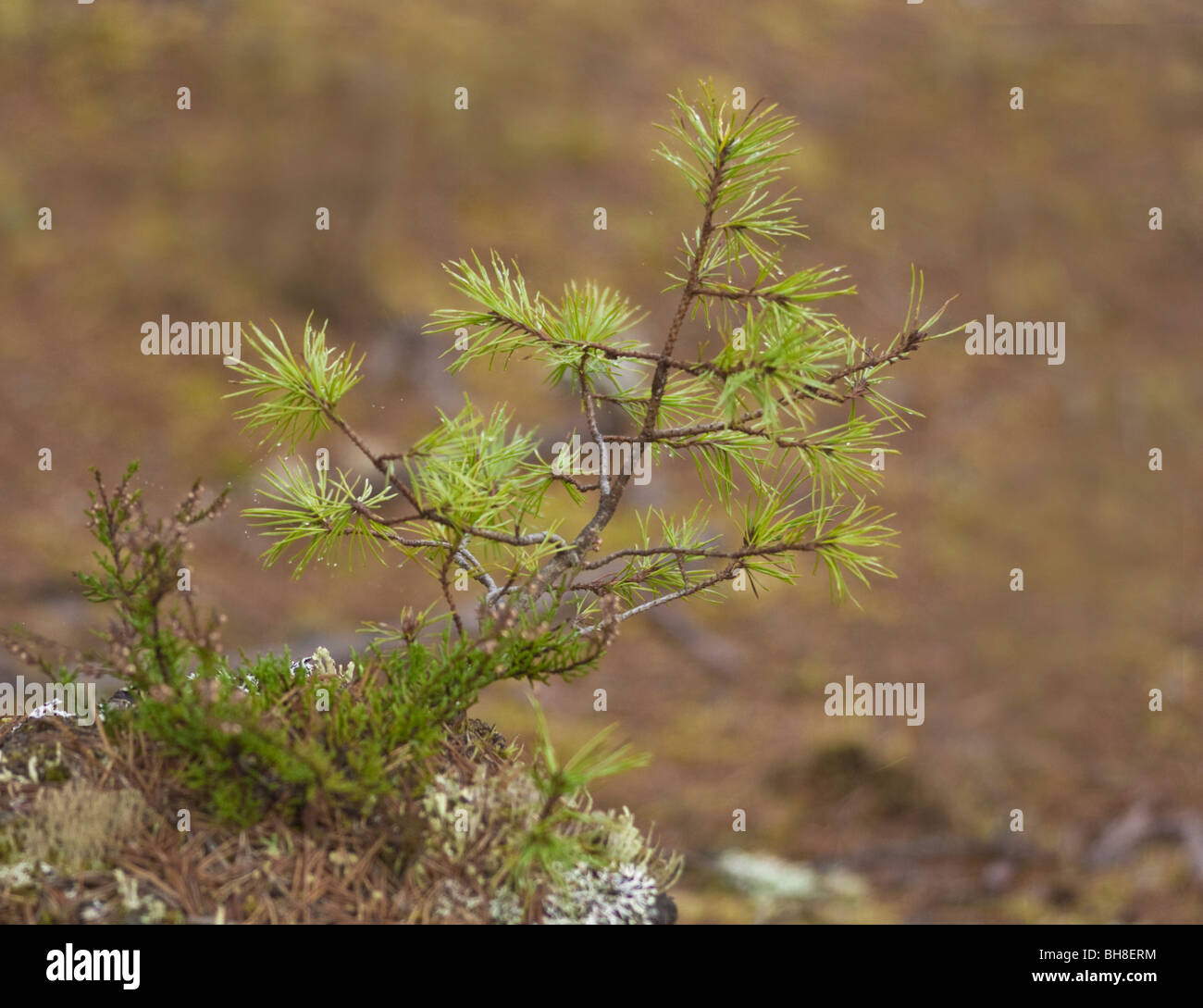 Jeune pin sylvestre Banque de photographies et d’images à haute ...