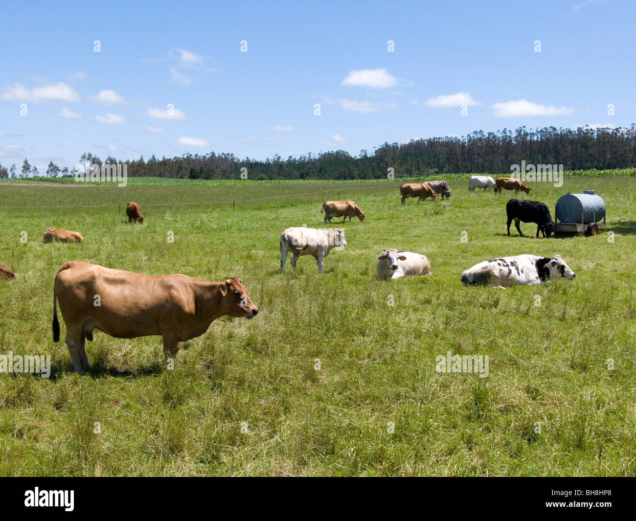 Vaches qui paissent dans un champ de la Galice, Espagne Photo Stock - Alamy