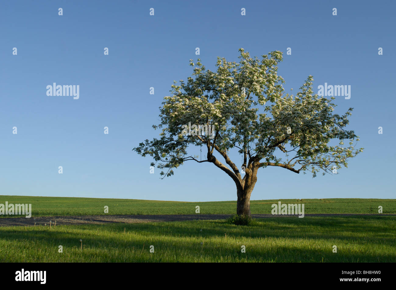 Pommier aux pommes Banque de photographies et d’images à haute ...