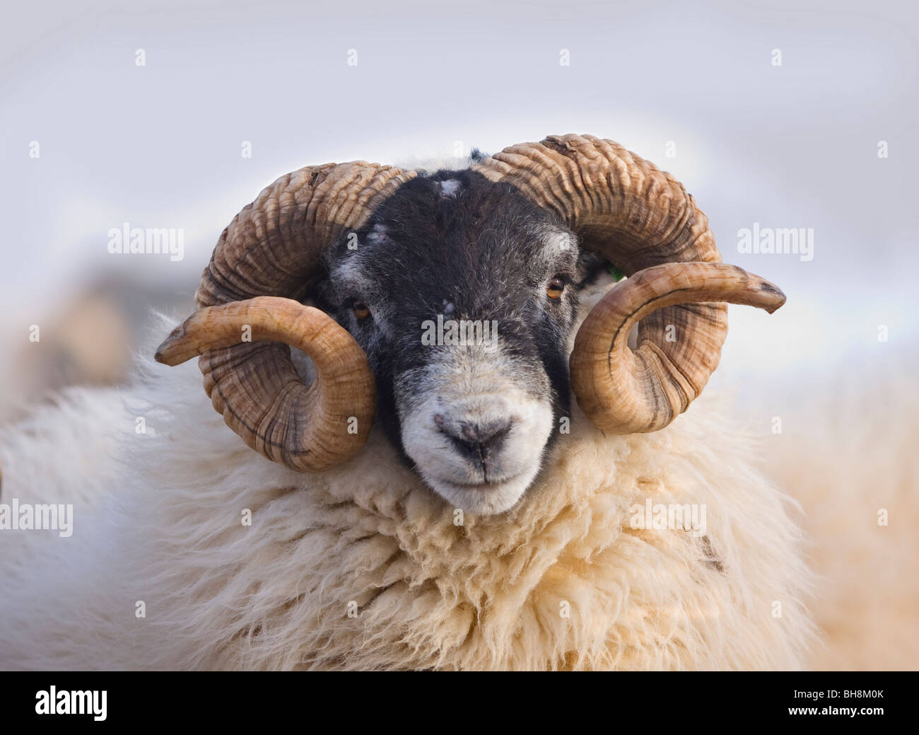 Blackface sheep Banque de photographies et d’images à haute résolution ...
