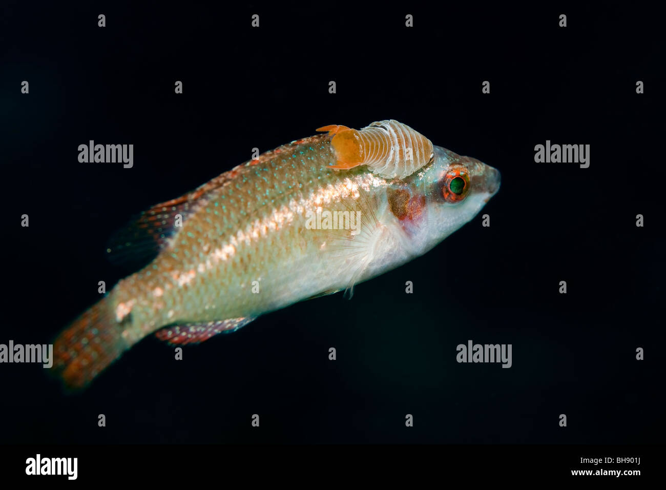 Parasite des poissons marins Banque de photographies et d’images à ...