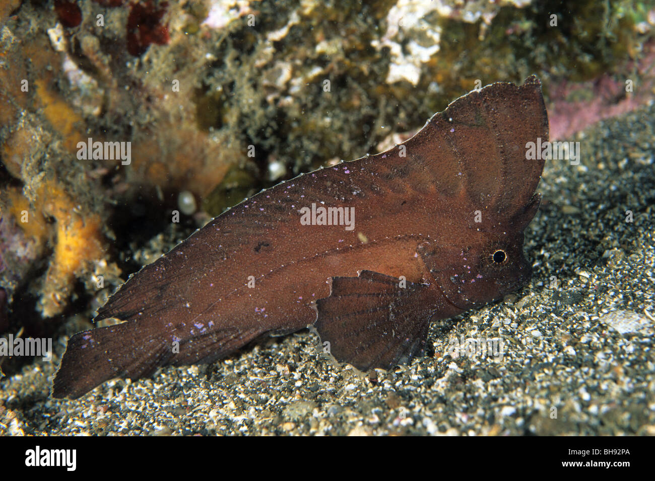 Poisson feuille Banque de photographies et d’images à haute résolution ...