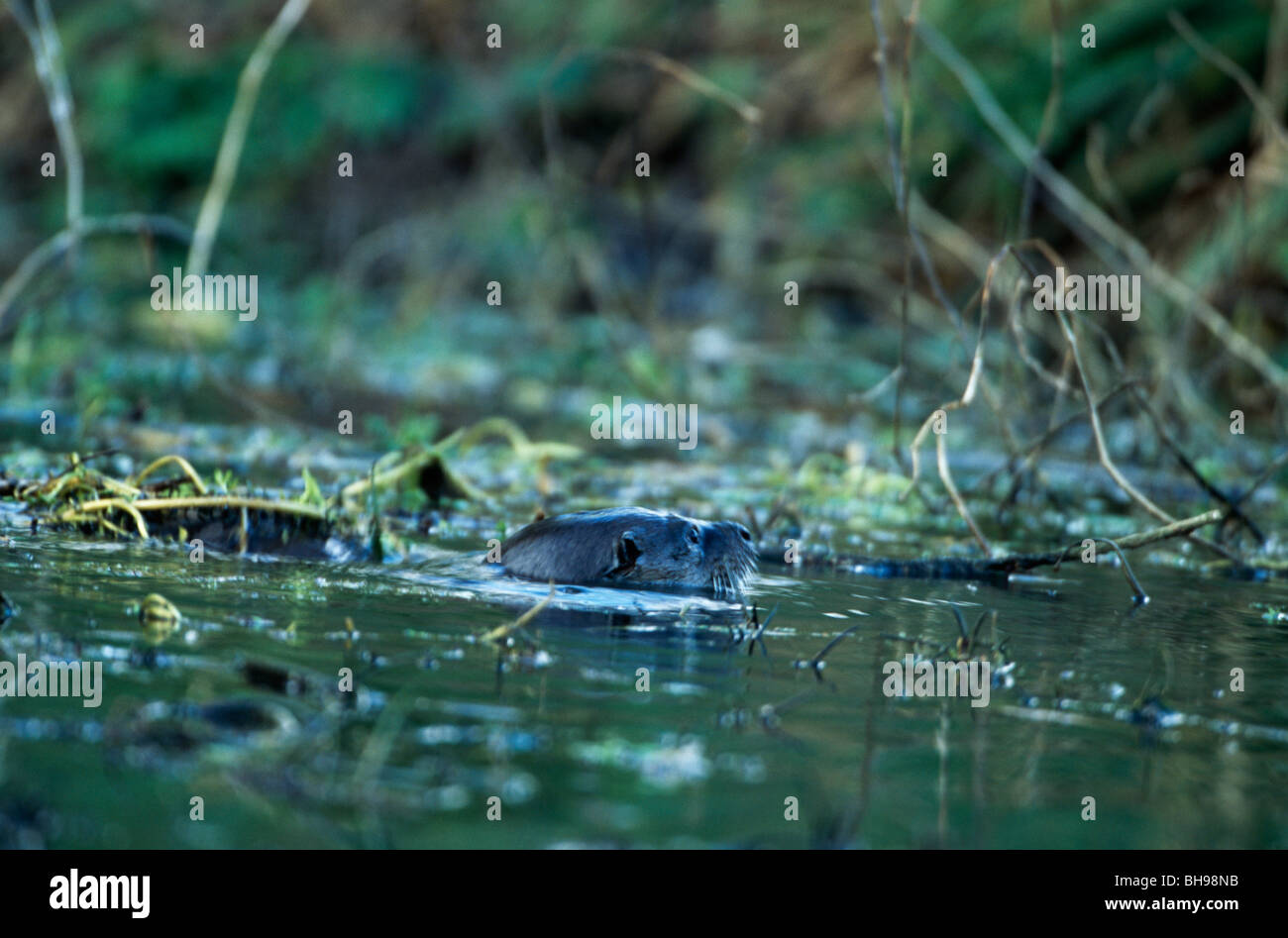 Loutre Sauvage Banque d'image et photos - Alamy