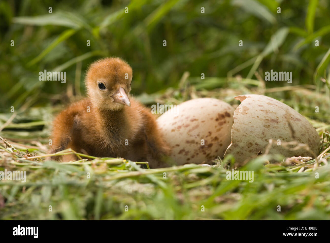 Poussin et oeuf Banque de photographies et d’images à haute résolution ...