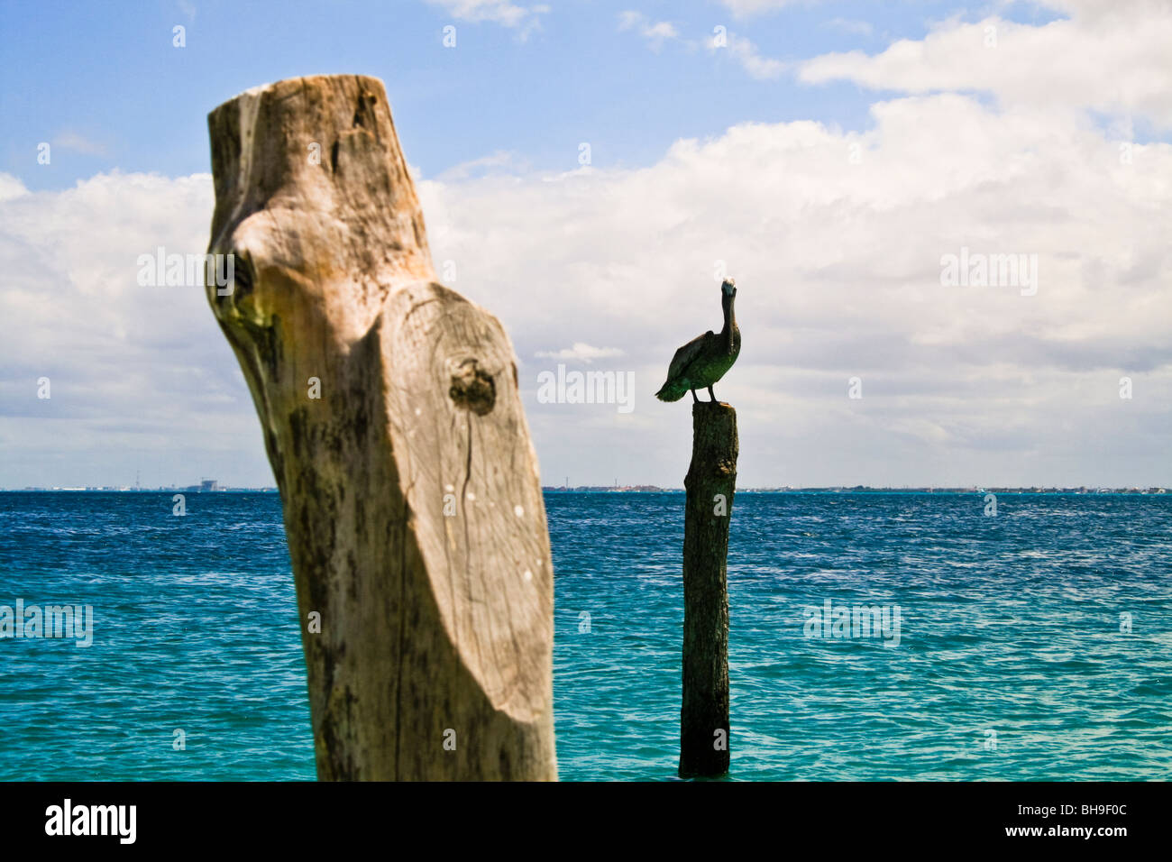 Oiseau sur poteau Banque de photographies et d’images à haute ...