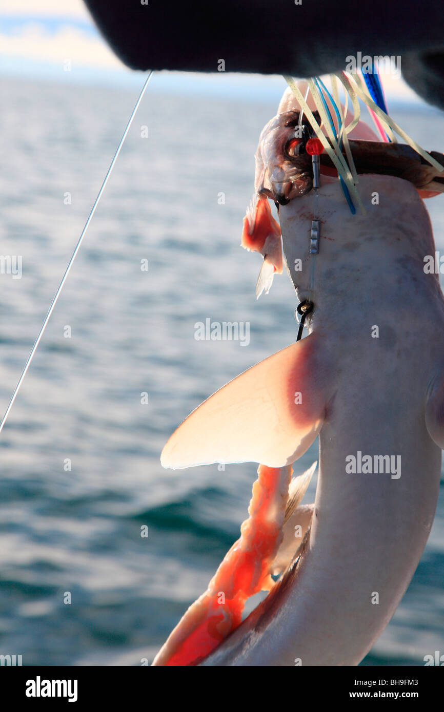 Requin chien Banque de photographies et d’images à haute résolution - Alamy