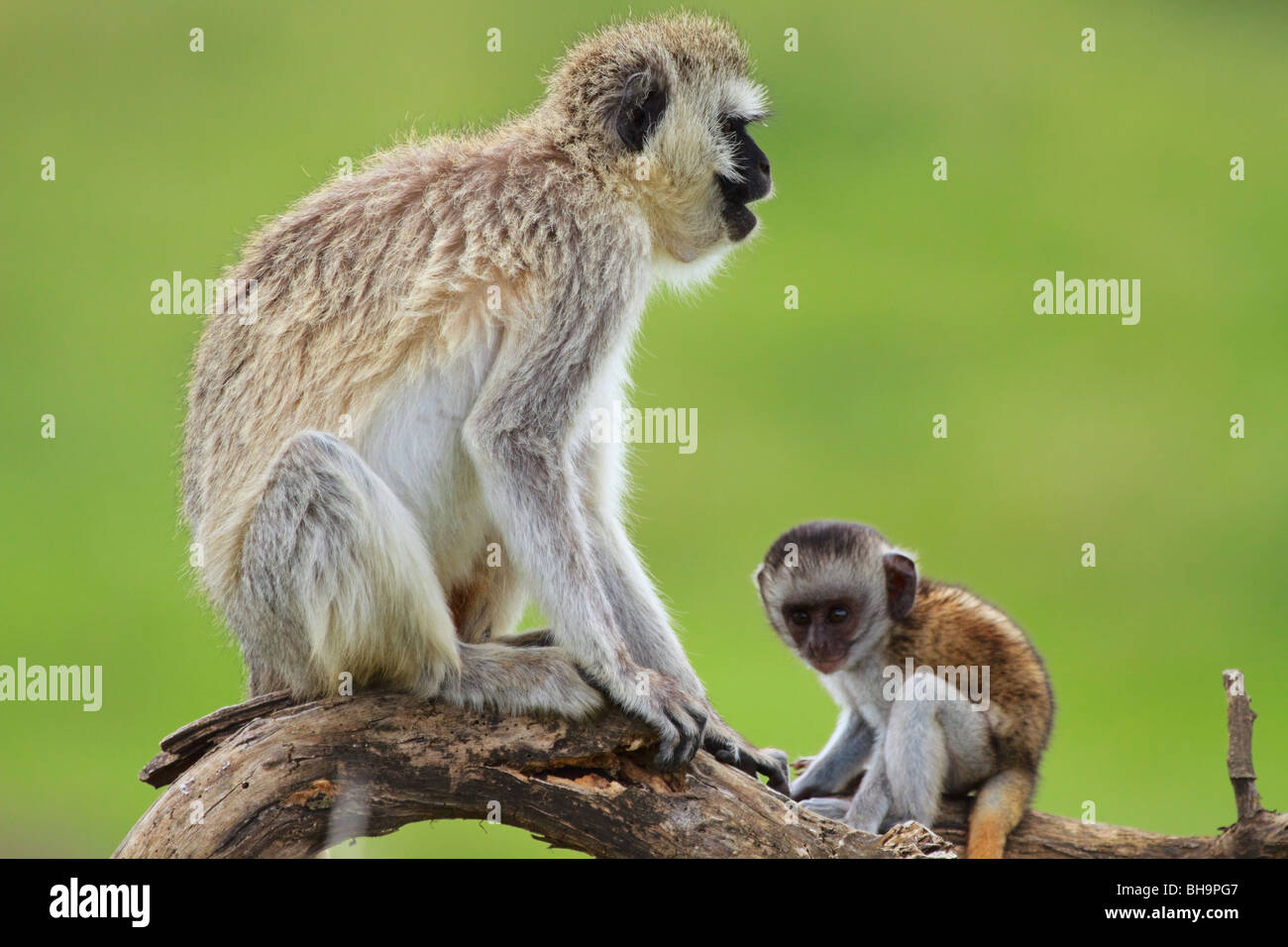 Singes vervet à face noire Banque de photographies et d’images à haute ...