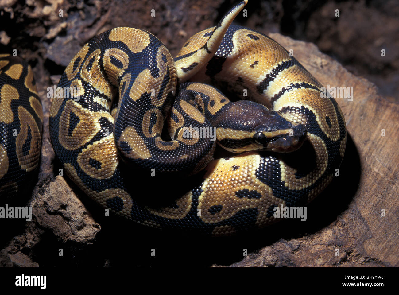Africa horizontal roberto nistri snake snakes reptile reptiles Banque ...