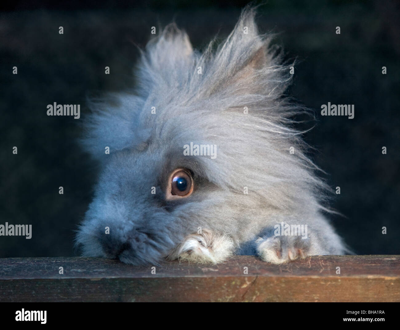 Lapins angora Banque de photographies et d’images à haute résolution - Alamy