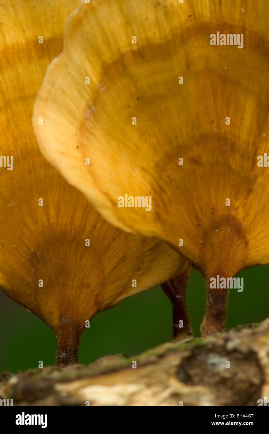 Plateau support de champignons Fungi Phylum Basidiomycota, en forme d ...
