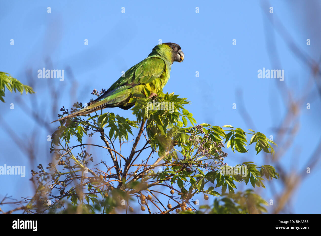 Perruche noire Banque de photographies et d’images à haute résolution ...