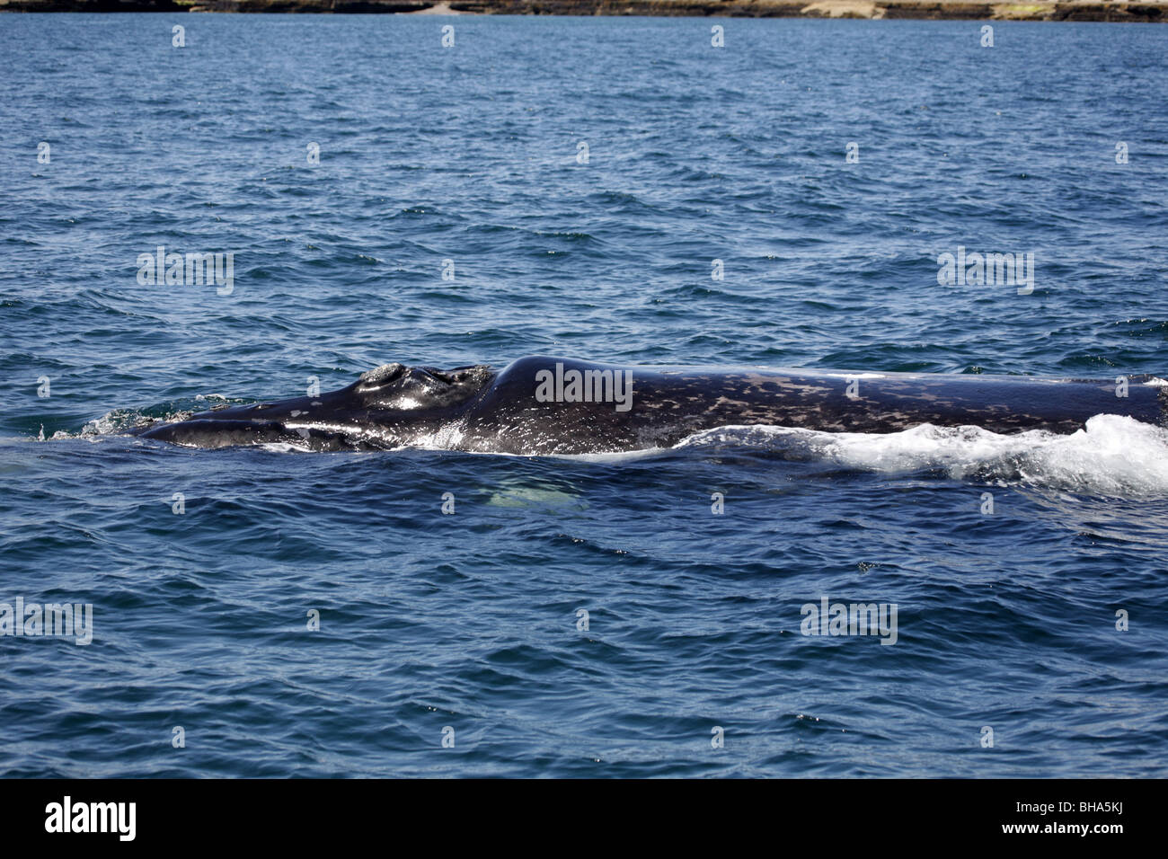 Baleine Franche Australe Banque d'image et photos - Alamy