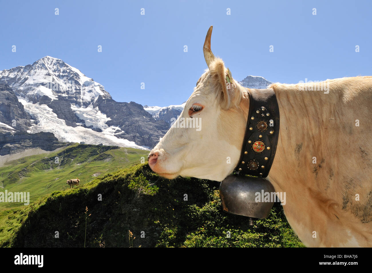 Cloches de vaches suisses Banque de photographies et d’images à haute ...