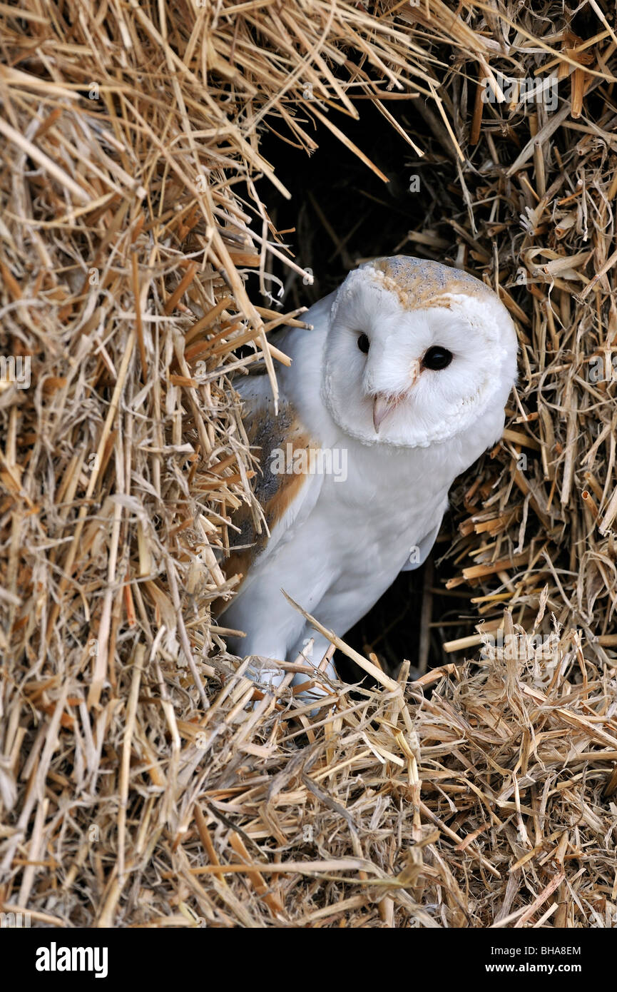 La nidification Effraie des clochers (Tyto alba) à curieusement dans l ...