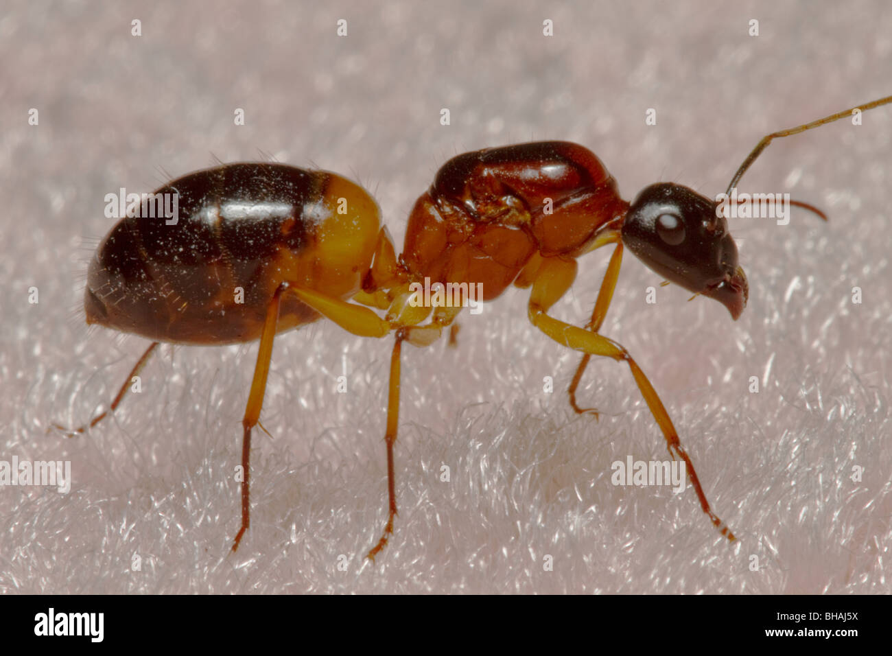Queen ant Banque de photographies et d’images à haute résolution - Alamy