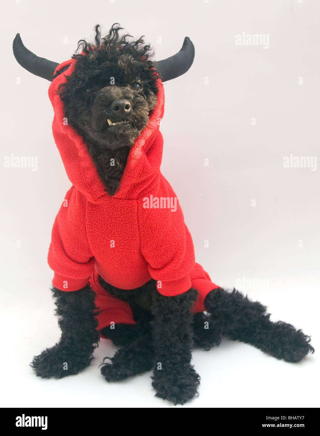 Chien diable Banque de photographies et d’images à haute résolution - Alamy