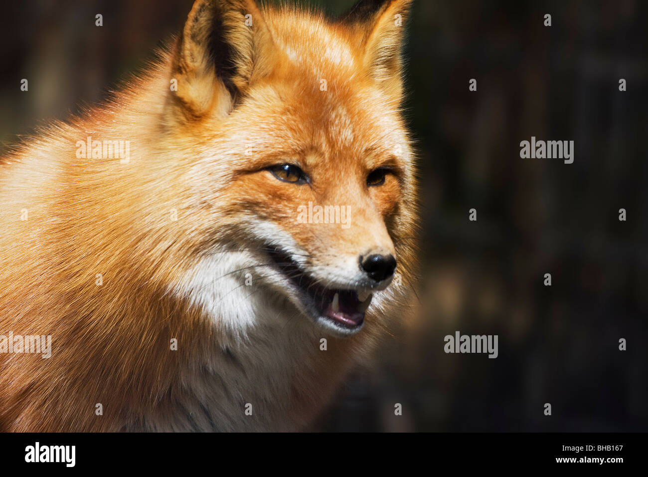 Renard roux captif Banque de photographies et d’images à haute ...
