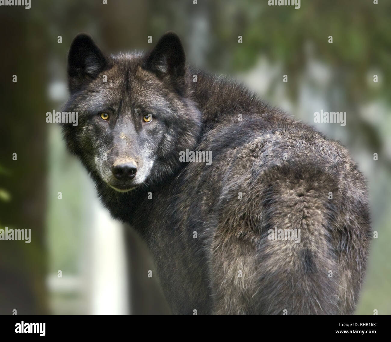 Loup captif Banque de photographies et d’images à haute résolution - Alamy