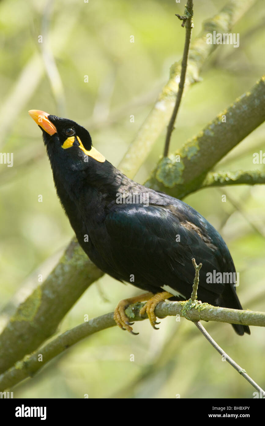 Gracula Religiosa Banque d'image et photos - Alamy