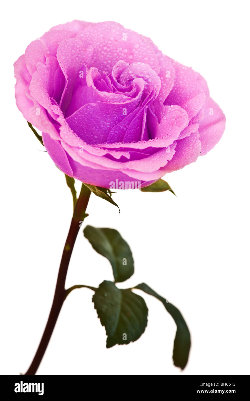 Fleurs violettes humides Banque d'images détourées - Alamy