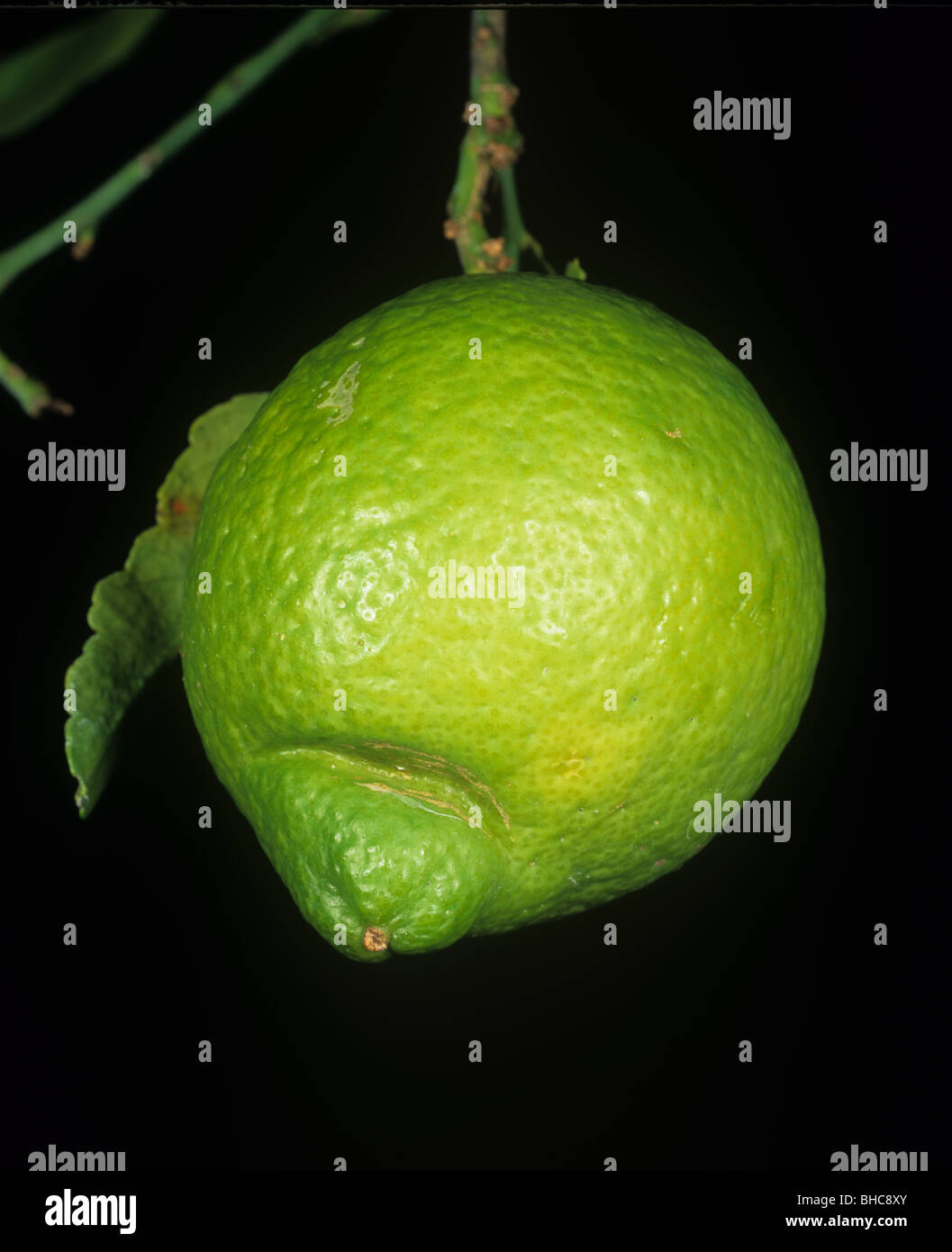 Fruit mites Banque de photographies et d’images à haute résolution - Alamy