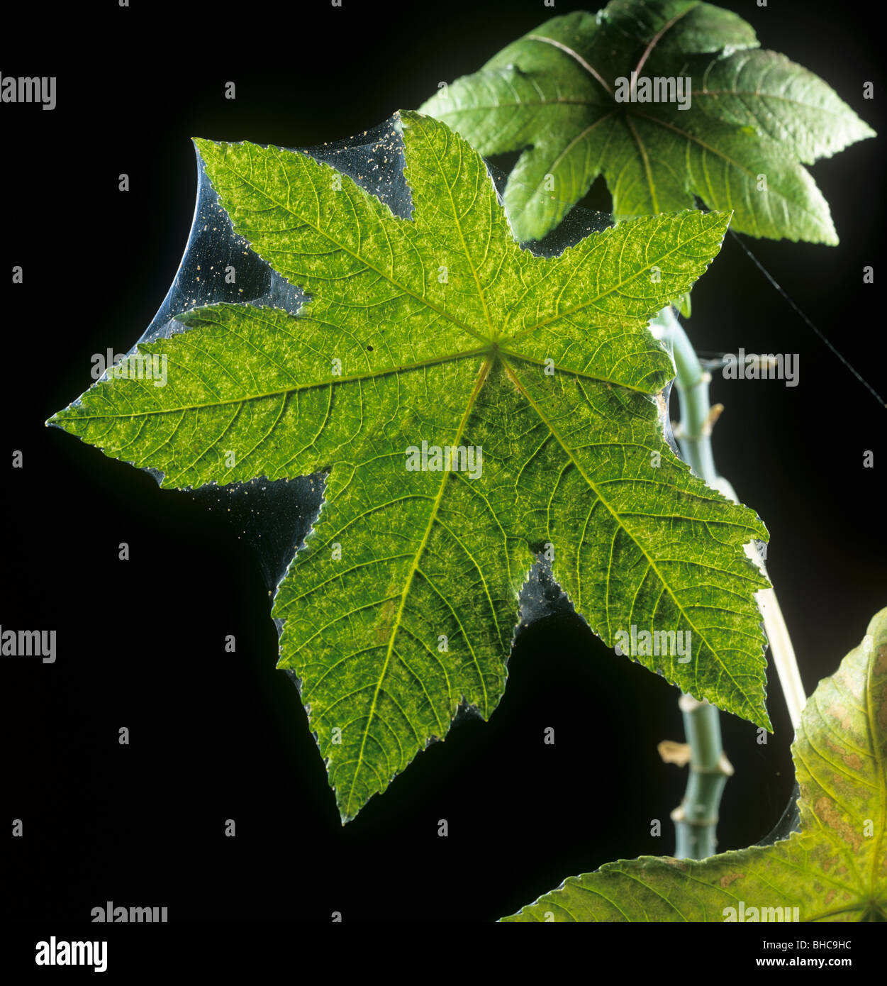 Feuille de ricinus communis Banque de photographies et d’images à haute ...