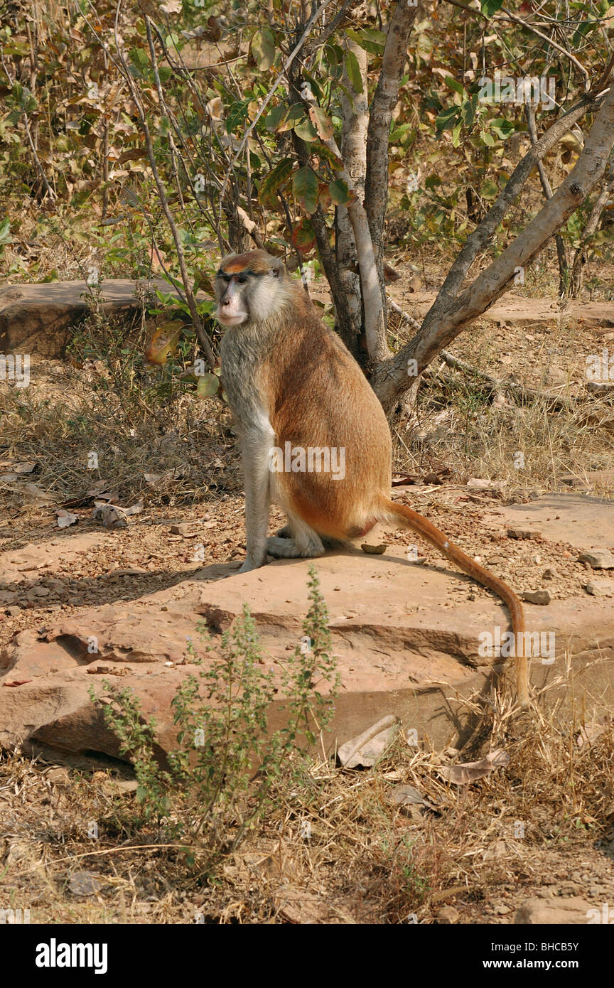 Singe Patas (Erythrocebus patas) mâle en Mole National Park, au Ghana ...