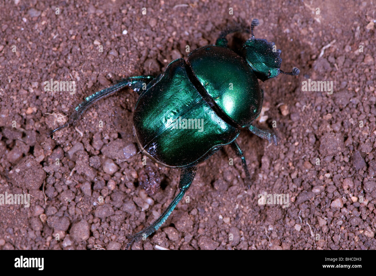 Dung beetle Banque de photographies et d’images à haute résolution - Alamy