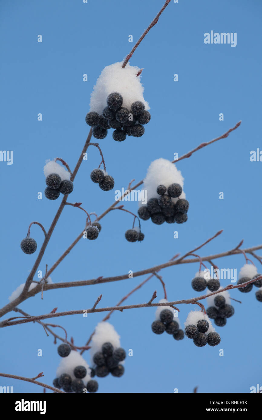 Aronia prunifolia Banque de photographies et d’images à haute ...