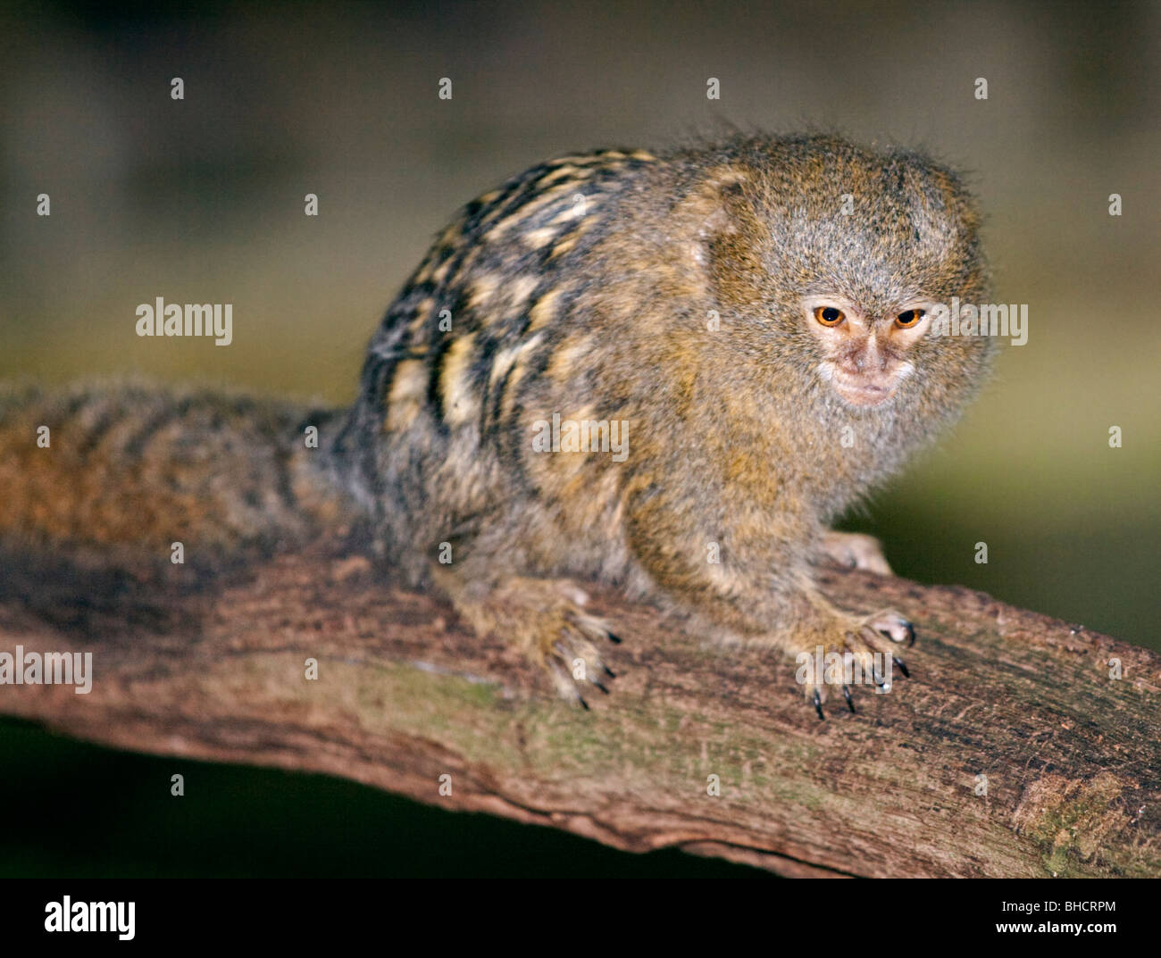 Ouistiti pygmée (cebuella pygmaea Photo Stock - Alamy