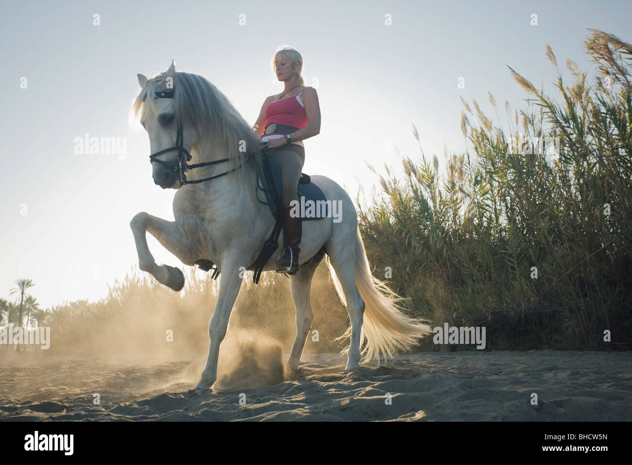 Cheval sur la plage Banque de photographies et d’images à haute ...