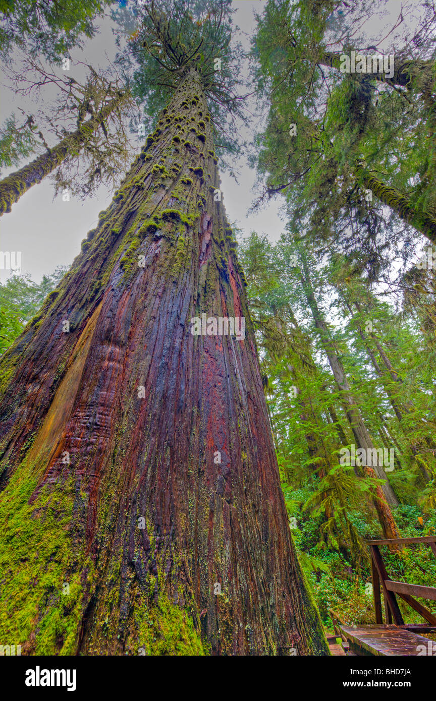 Grand cèdre dans le parc national Pacific Rim sur l'île de Vancouver ...