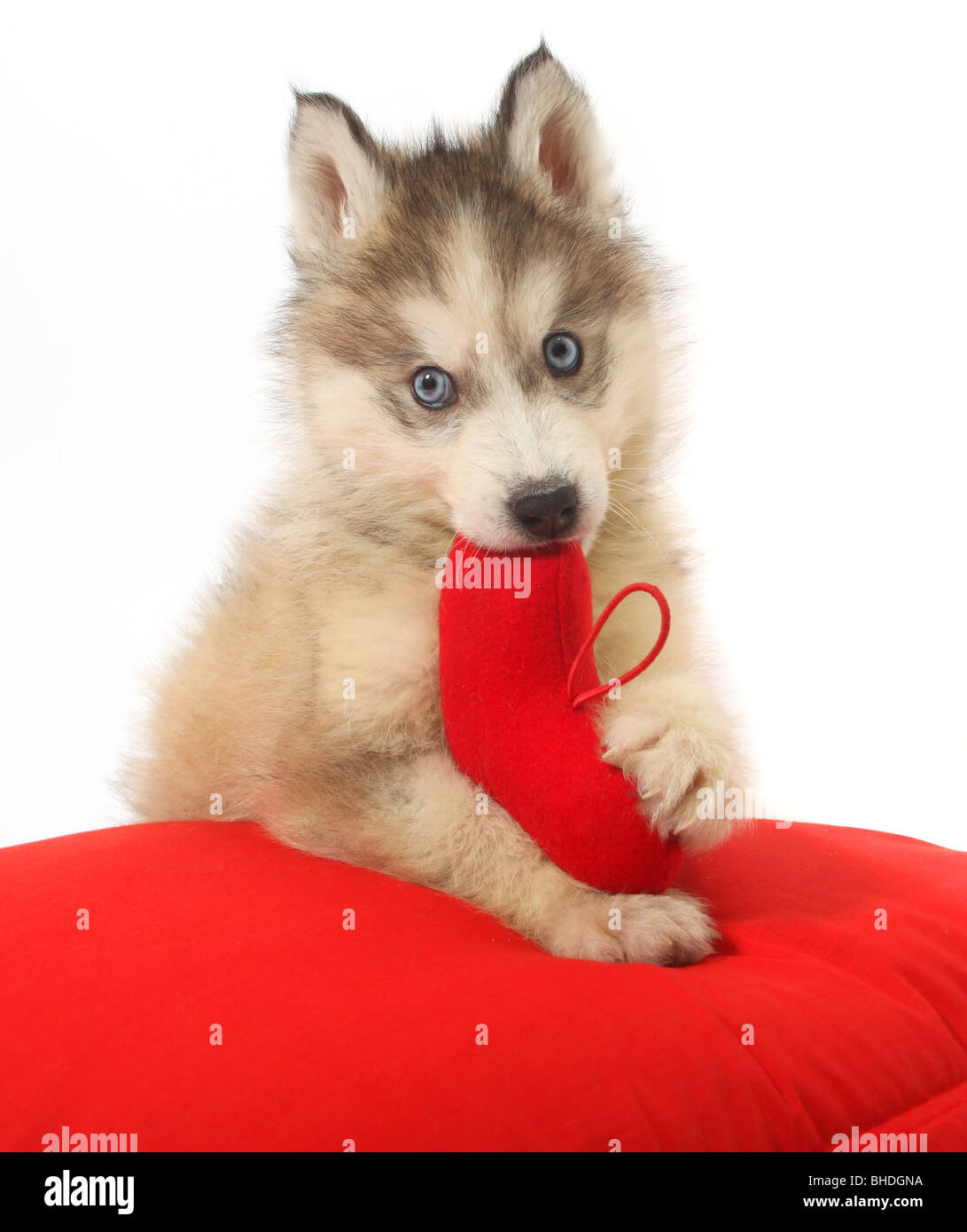 Siberian husky puppy toy Banque de photographies et d’images à haute ...