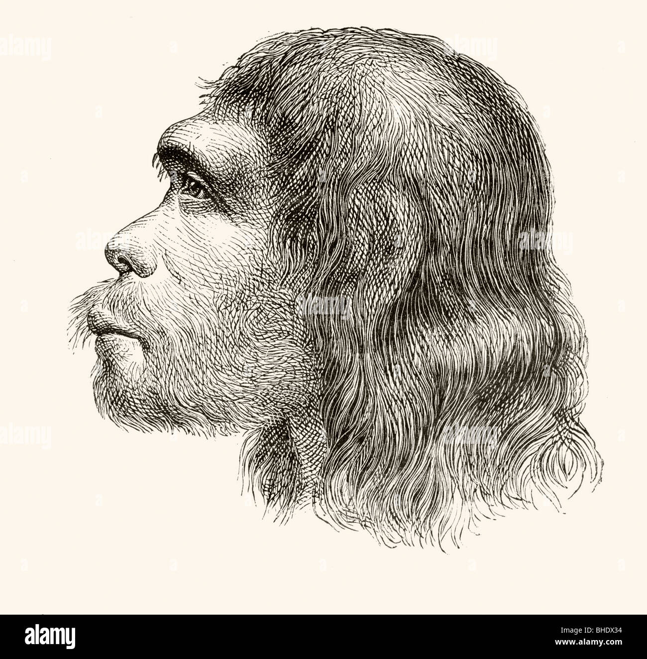 Neanderthal man reconstruction Banque de photographies et d’images à ...