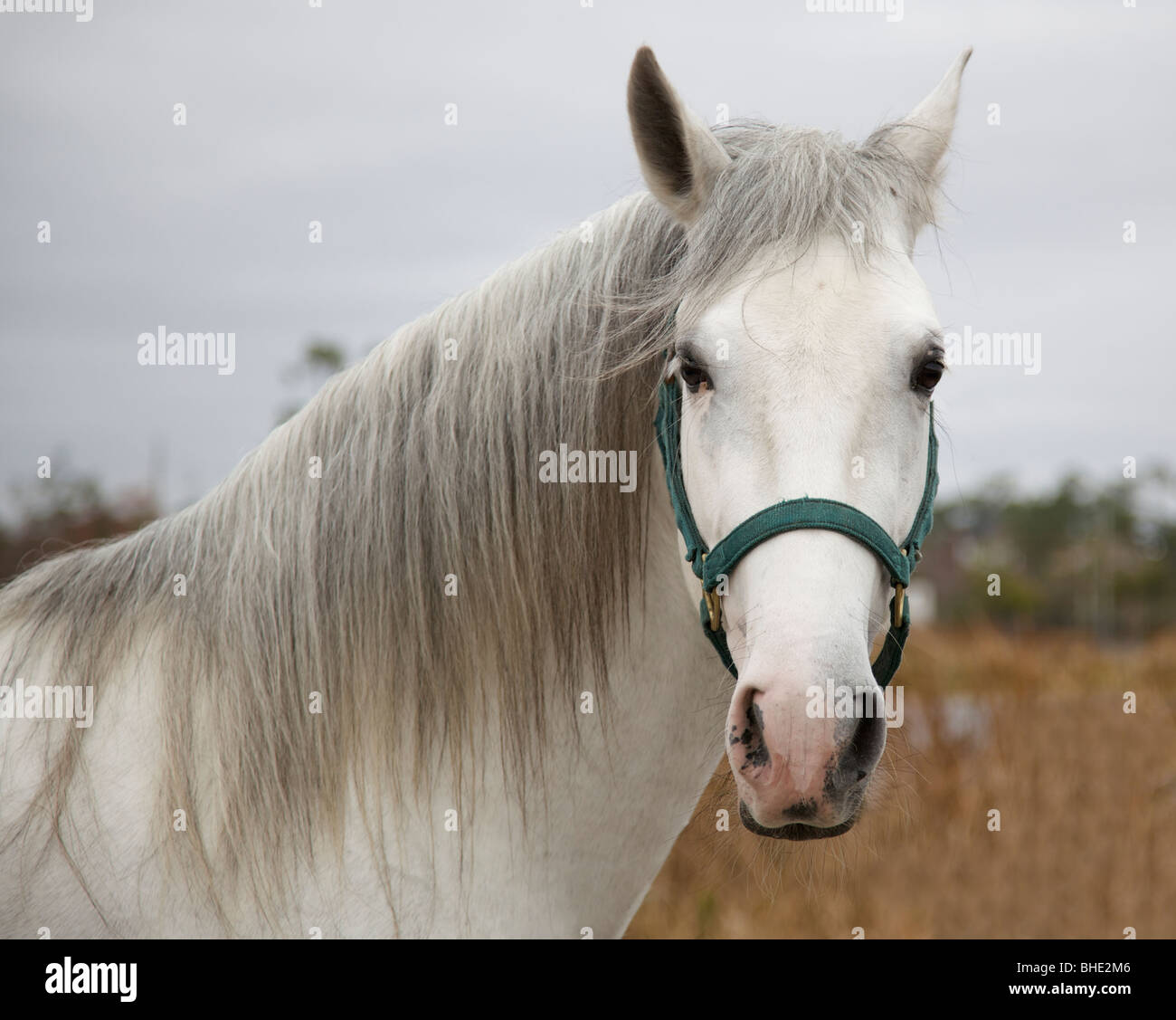 Cheval pure race espagnole Banque de photographies et d’images à haute ...