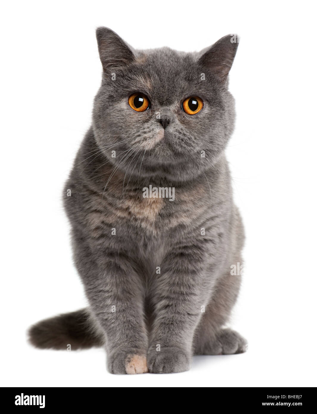 Chat british shorthair Banque de photographies et d’images à haute ...