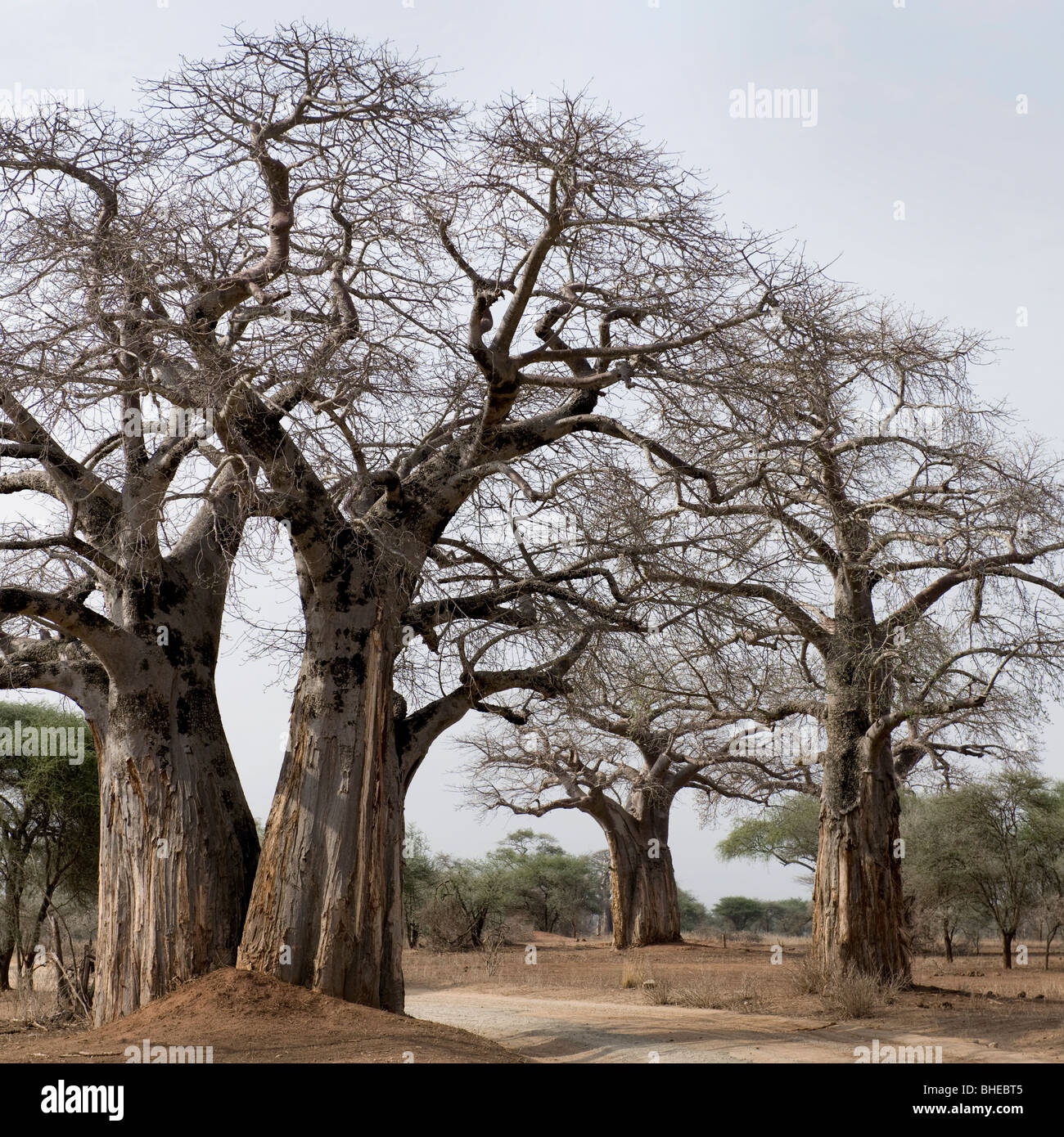 Des Arbres Photos & Des Arbres Images - Alamy