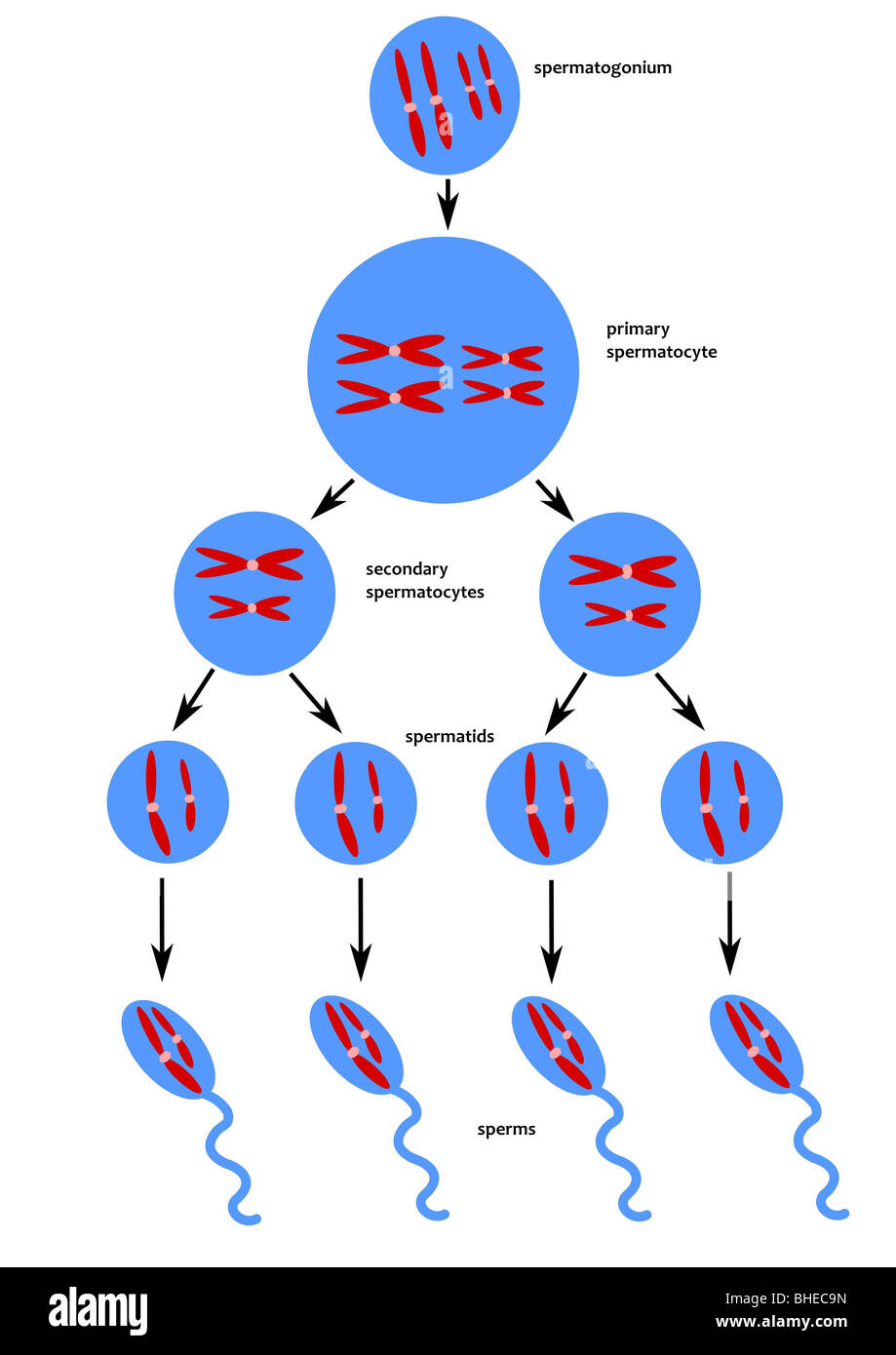 Schéma de la spermatogenèse - développement de cellules sexuelles mâles ...