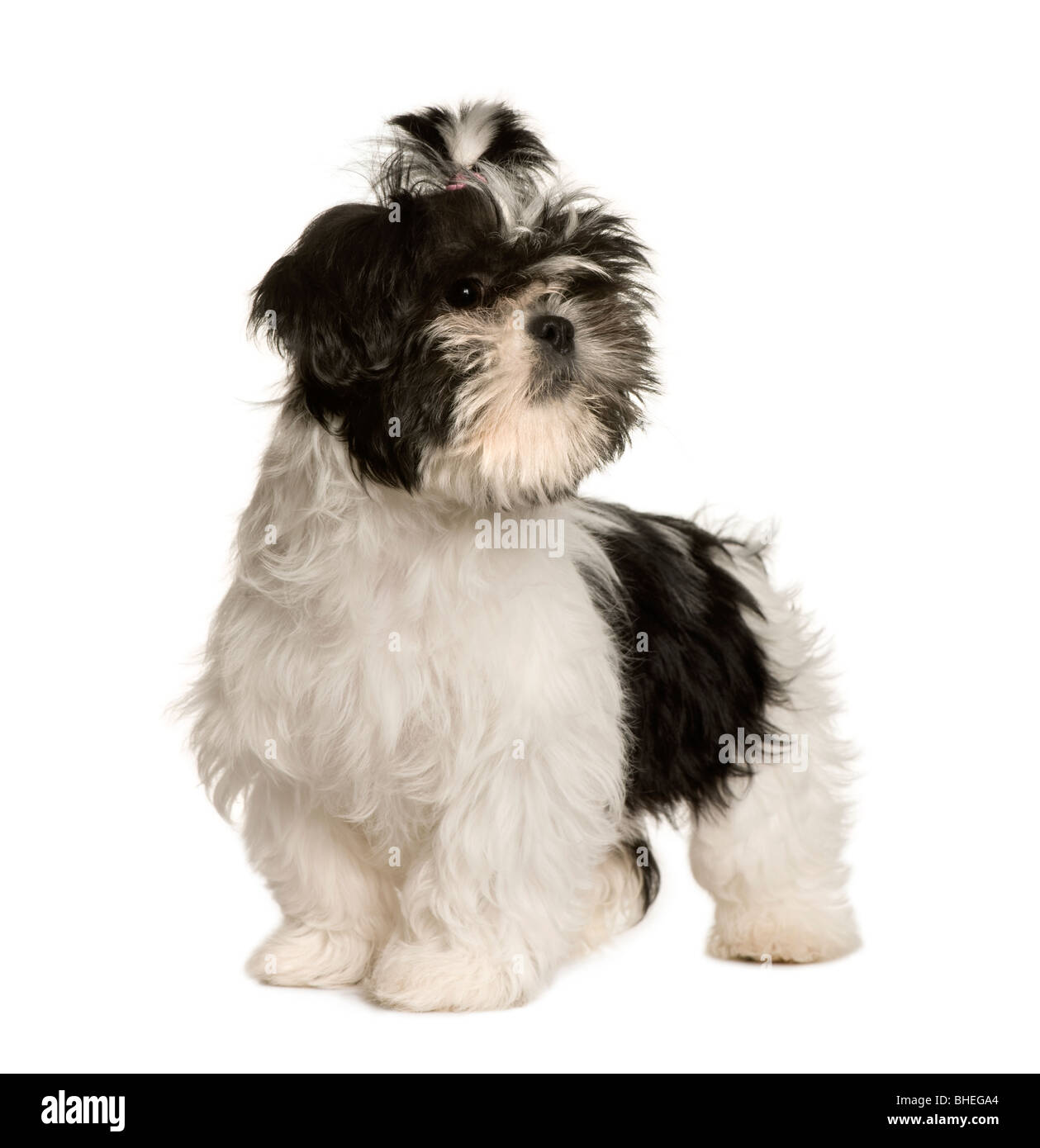 Shih Tzu, 3 months old, in front of white background Photo Stock - Alamy