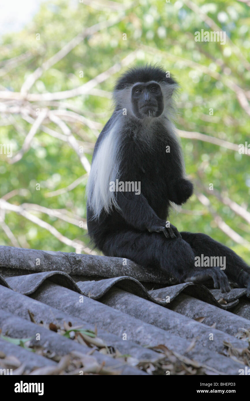 Singe colobe angolais noir et blanc Banque de photographies et d’images ...
