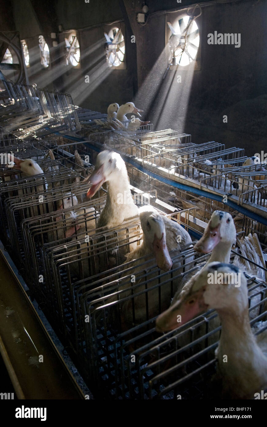 Gavage canards Banque de photographies et d’images à haute résolution ...