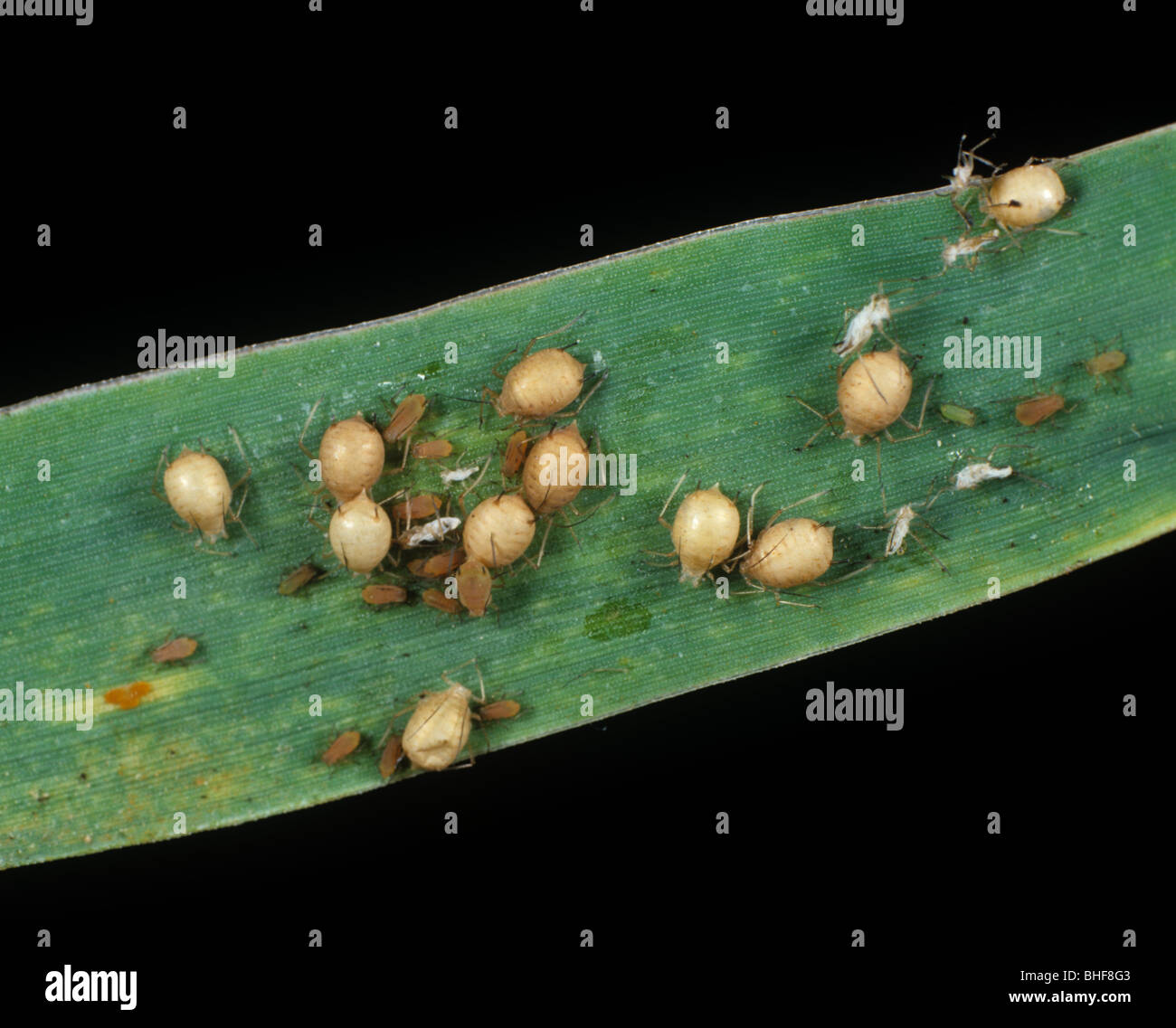 Momie de pucerons Banque de photographies et d’images à haute ...
