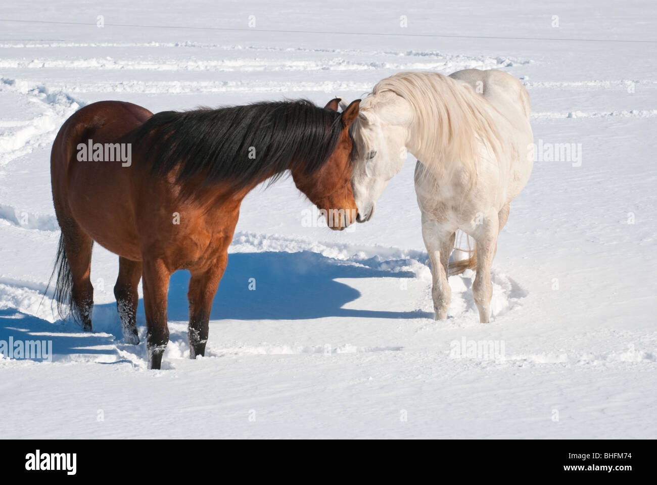 Stallion mating Banque de photographies et d’images à haute résolution ...