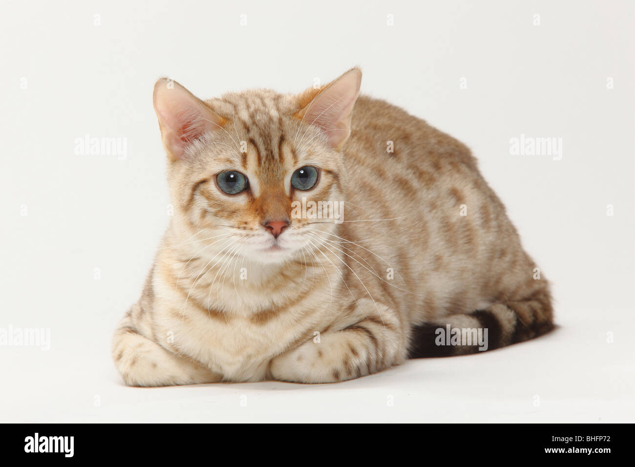 Bengal cat snow bengal Banque de photographies et d’images à haute ...