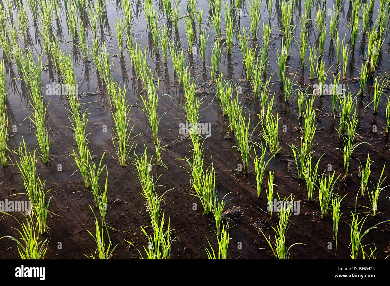 Plantes de riz Banque de photographies et d’images à haute résolution ...