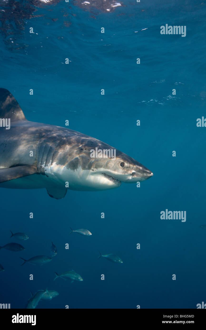 Anatomie du requin Banque de photographies et d’images à haute résolution - Page 3 - Alamy