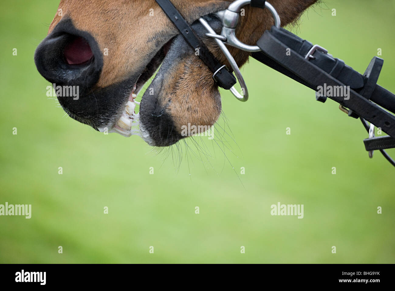 La bouche de chevaux gros plan Banque de photographies et d’images à ...